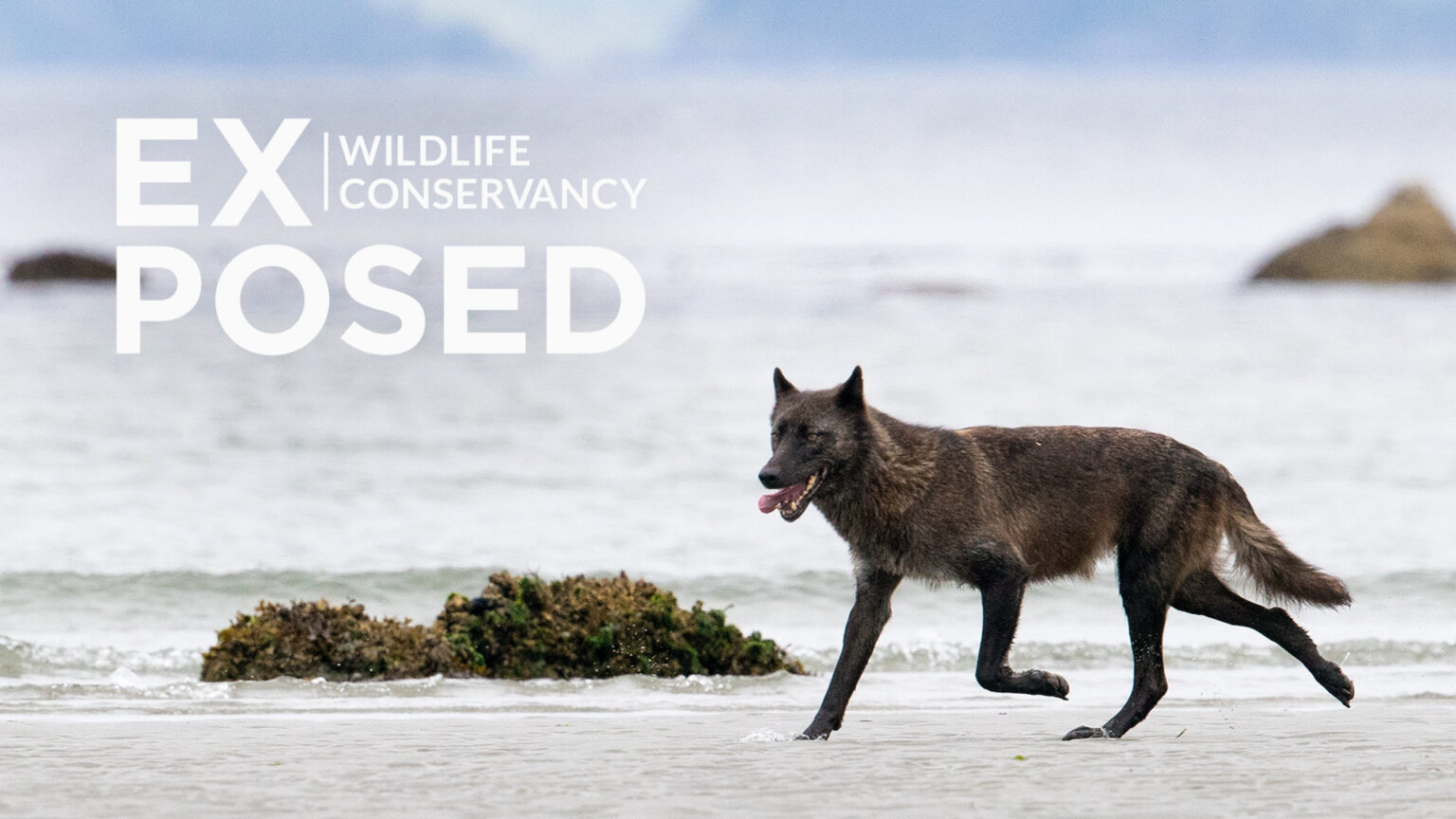 In Search of Sea Wolves! – Canadian Wildlife Photography Tours and ...