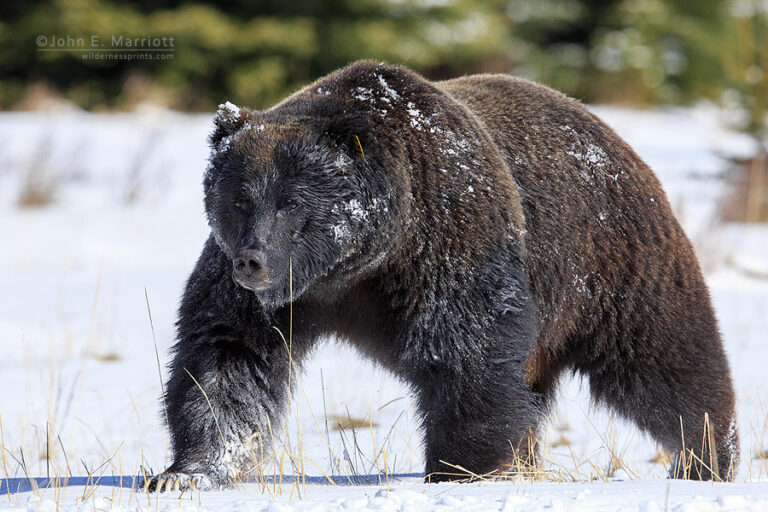 Battle of the Grizzly Titans: The Boss vs Split Lip – Canadian Wildlife ...